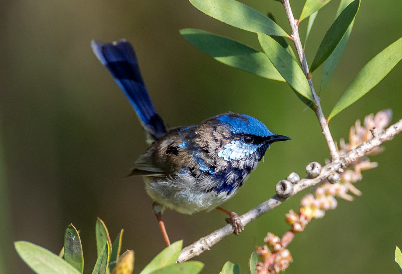 Superb Fairywren