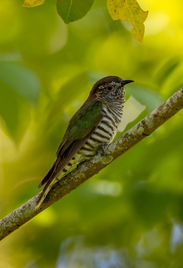 Shining Bronze-Cuckoo