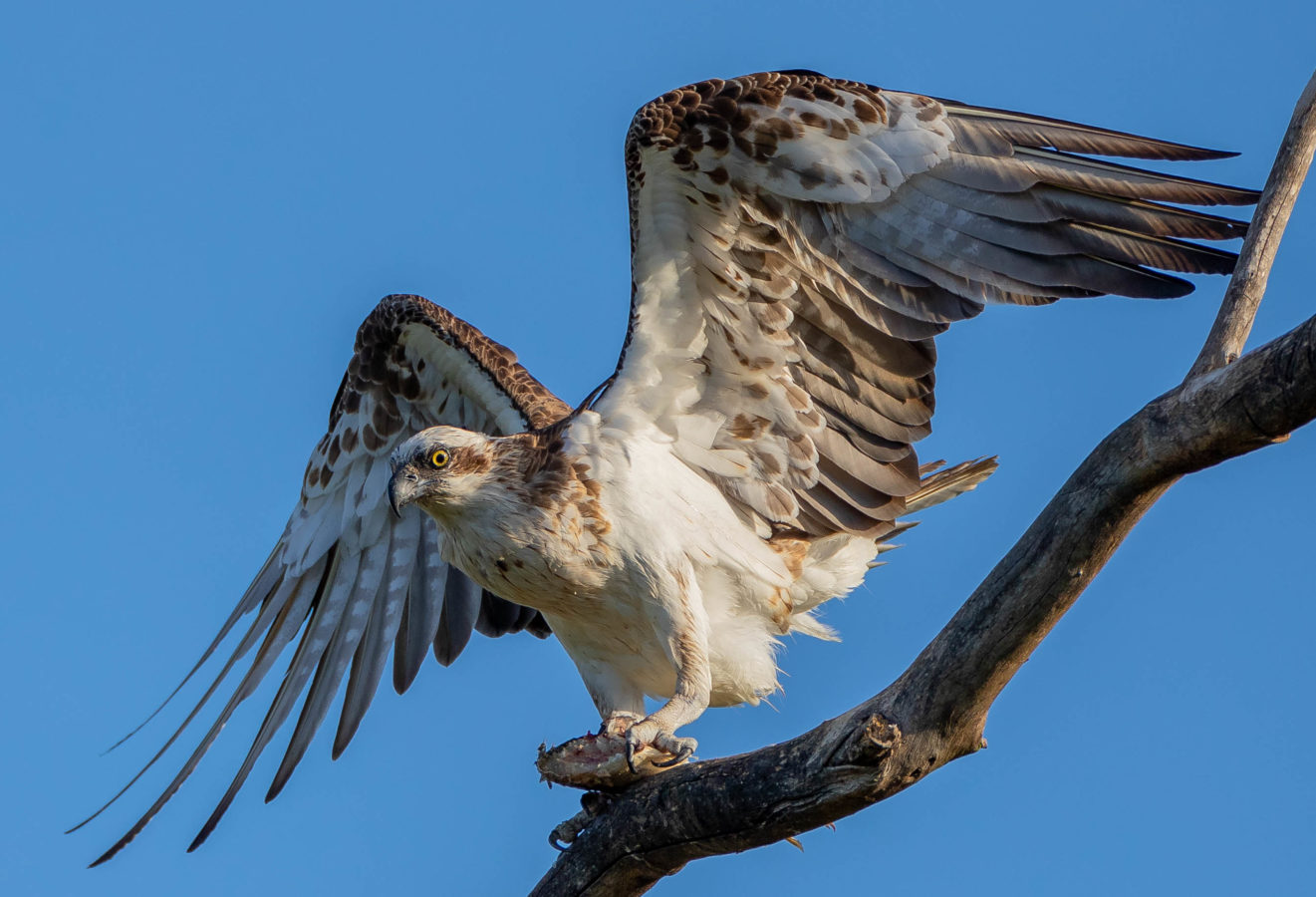 Eastern Osprey